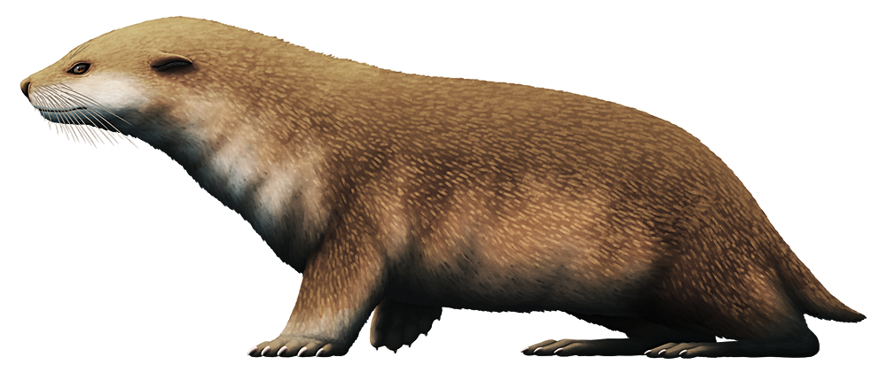 Enaliarctos (Ancestral Pinniped) — Complete Encyclopedia & Guide | Shapes