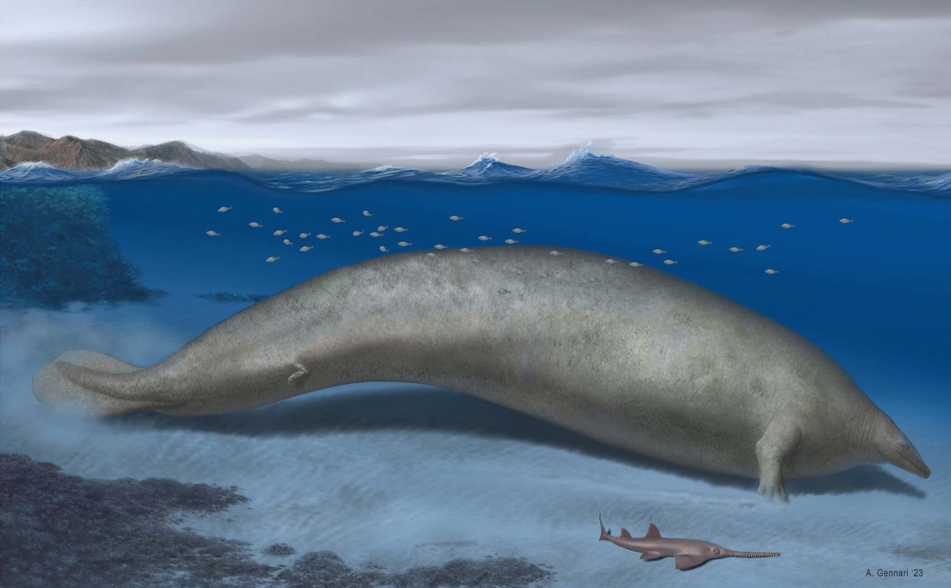 Perucetus colossus — Complete Encyclopedia & Guide | Shapes
